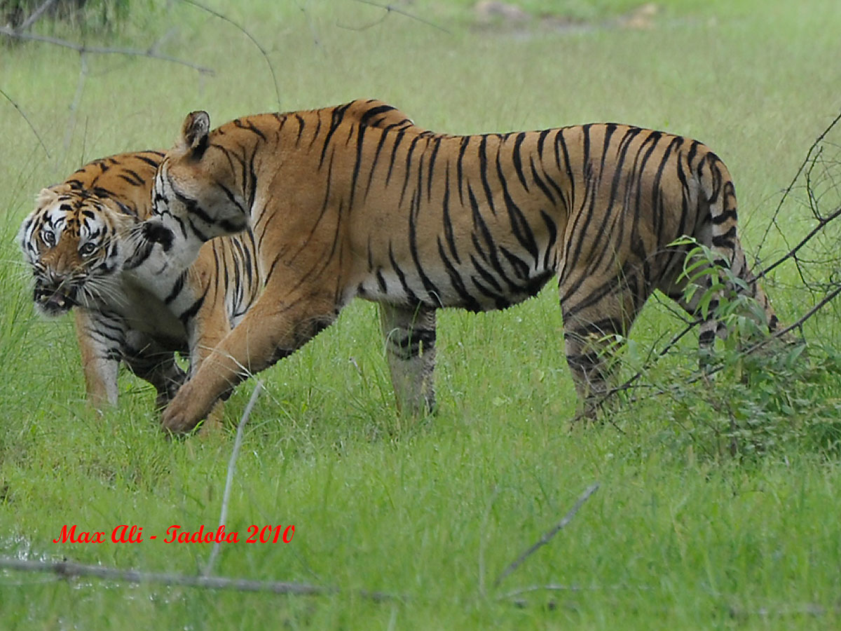 tigers....oh yeah - Animal vs Animal